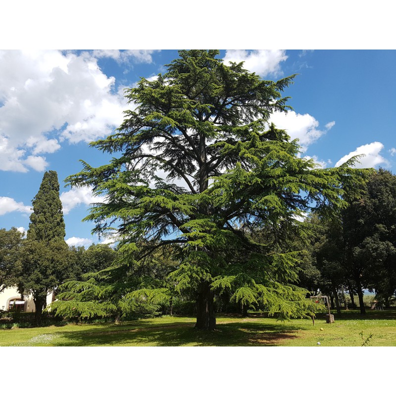 Natural Animal Solutions | Cedrus Libani - Natural Animal Solutions