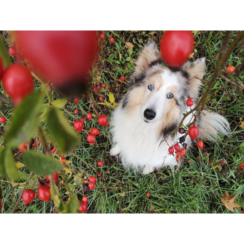 Natural Animal Solutions | Rose hip powder - Natural Animal Solutions